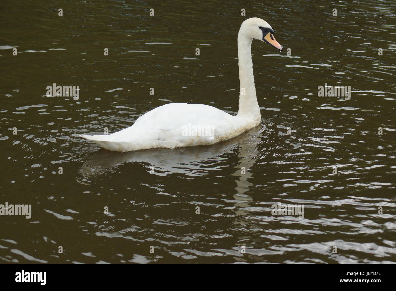 A Wild White Mute Swan - Cygnus olor Stock Photo - Alamy