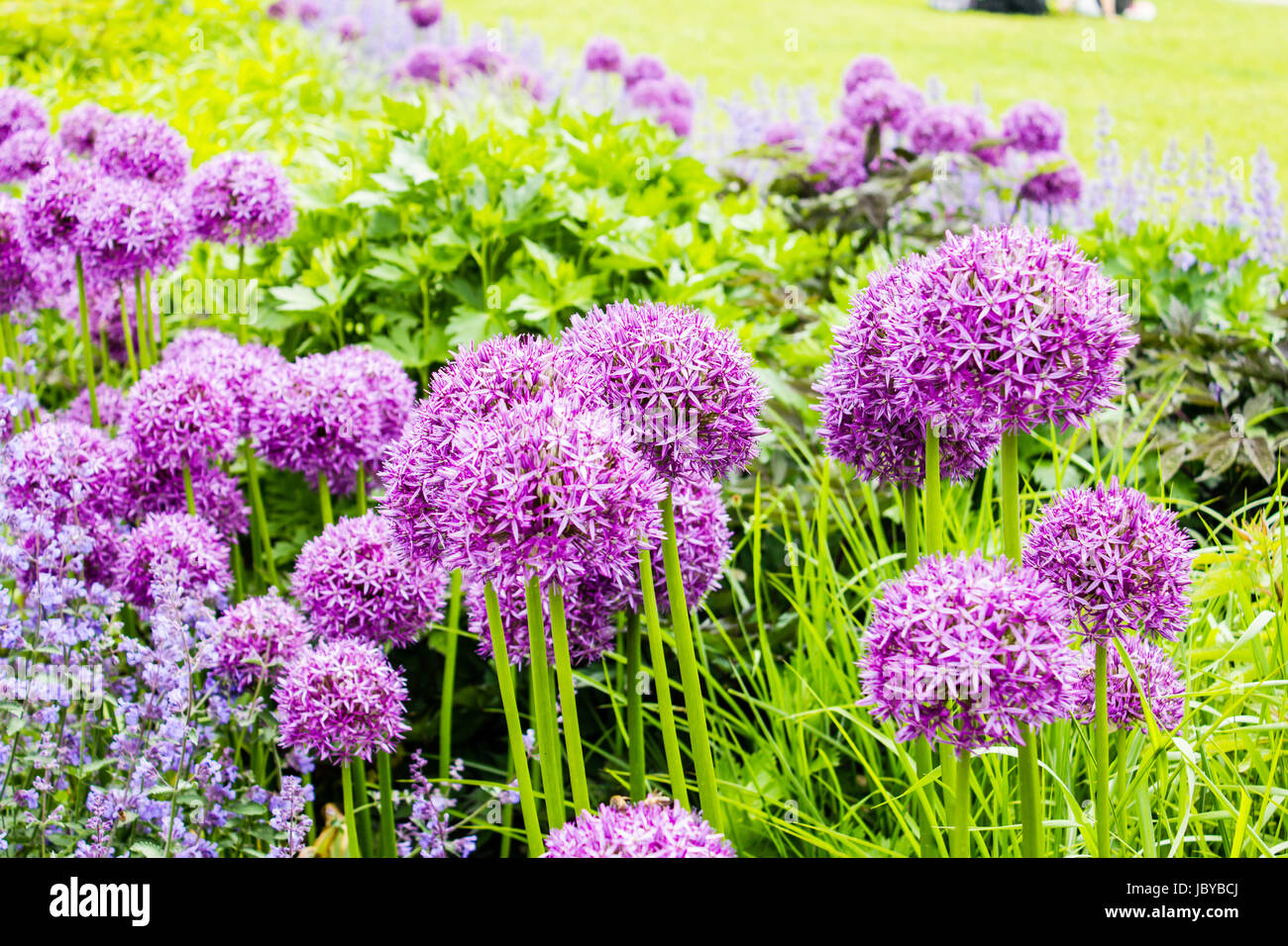 Purple alium onion flower on green background Stock Photo - Alamy