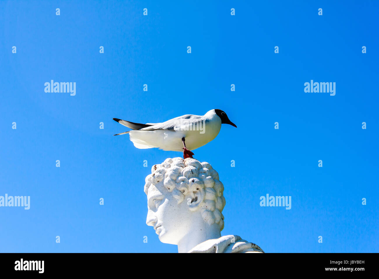 A bird stand on head of statue Stock Photo - Alamy