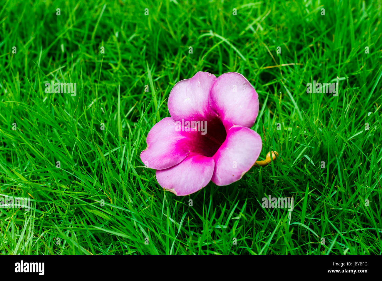 Closeup Saritaea magnifica Duyand on tre green grass Stock Photo - Alamy