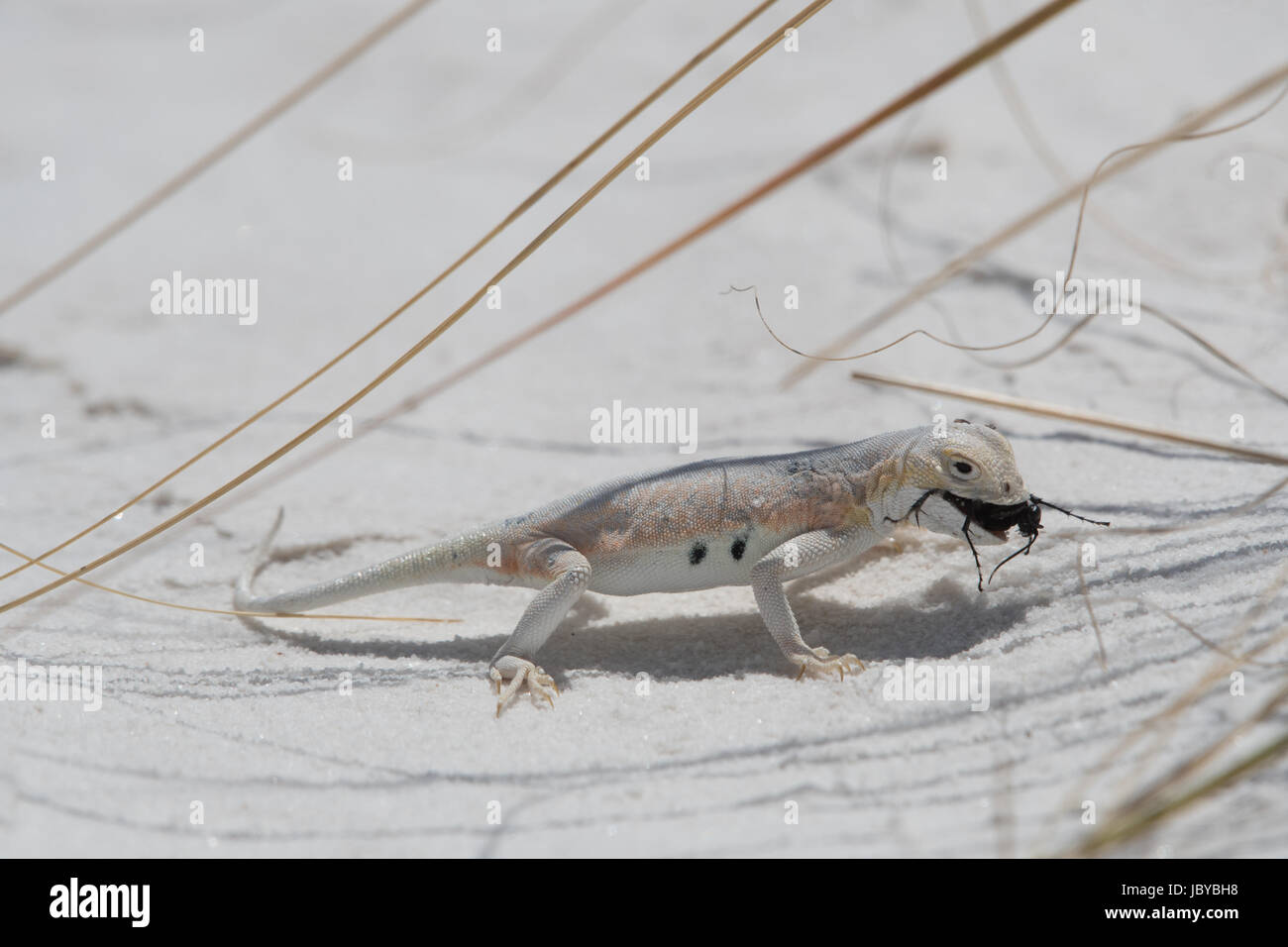 Bleached Earless lizard, (Holbrookia maculata ruthveni), White Sands ...
