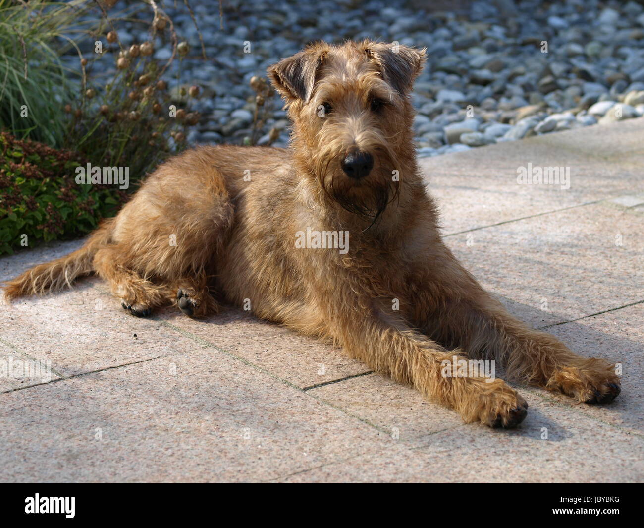 Standing tipping ears hi-res stock photography and images - Alamy