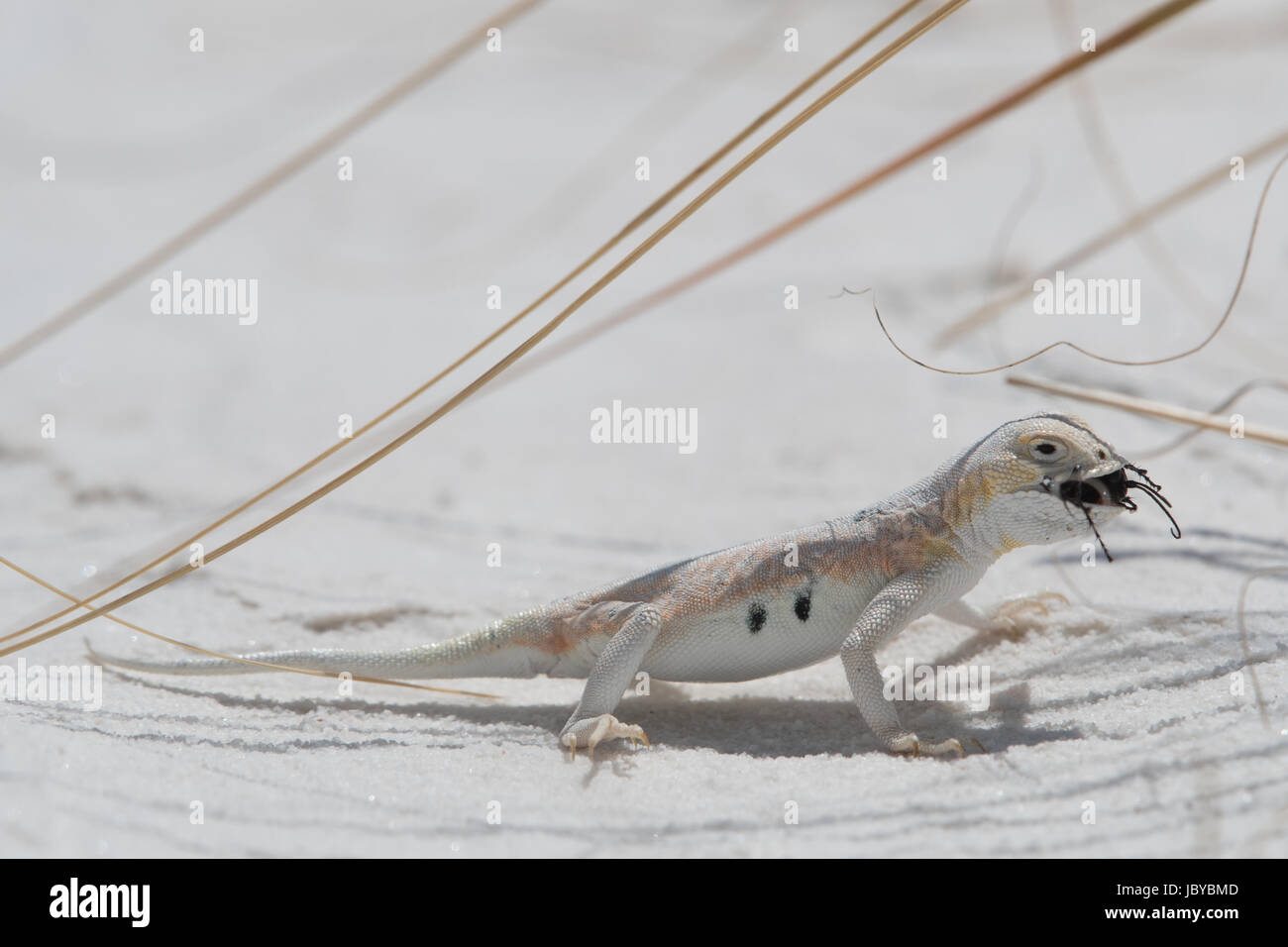 Bleached Earless lizard, (Holbrookia maculata ruthveni), White Sands ...