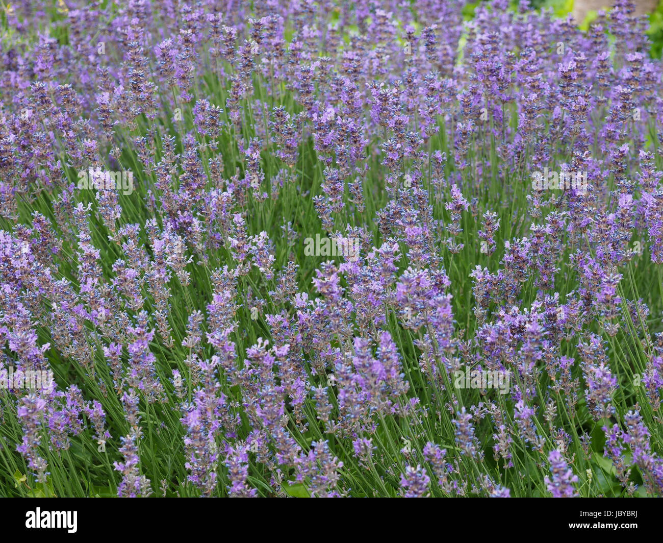 Flowers of Lavandula Angustifolia aka Lavender Stock Photo - Alamy
