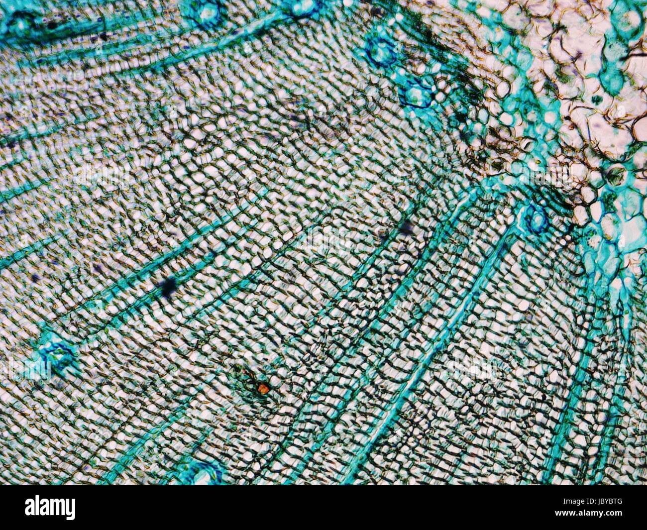 Light photomicrograph of pine tree wood seen through a microscope Stock ...