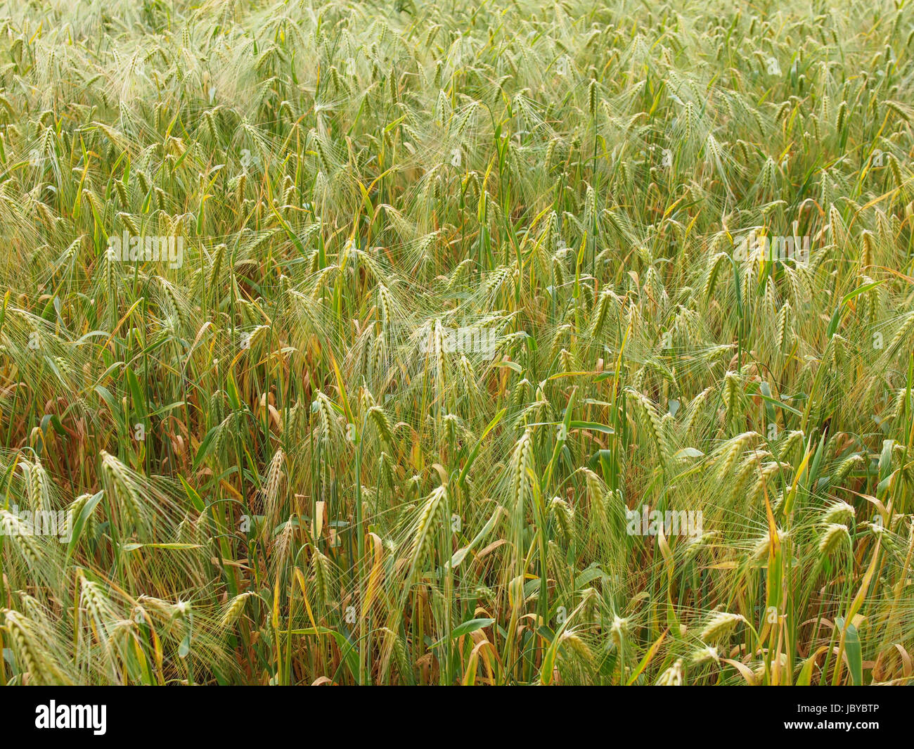 A barley corn field in Germany Europe Stock Photo - Alamy