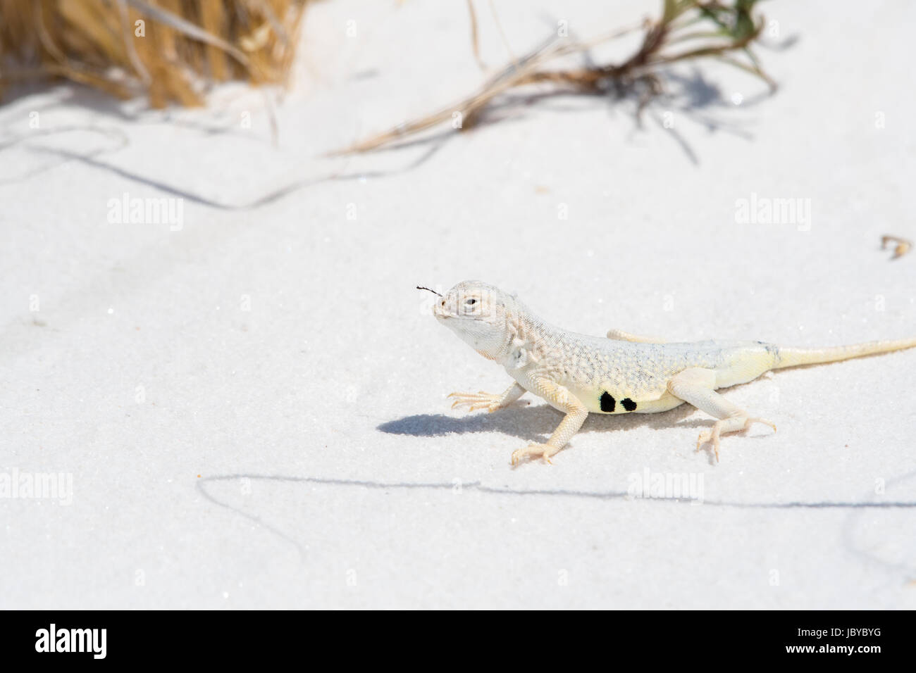 Bleached Earless lizard, (Holbrookia maculata ruthveni), White Sands ...
