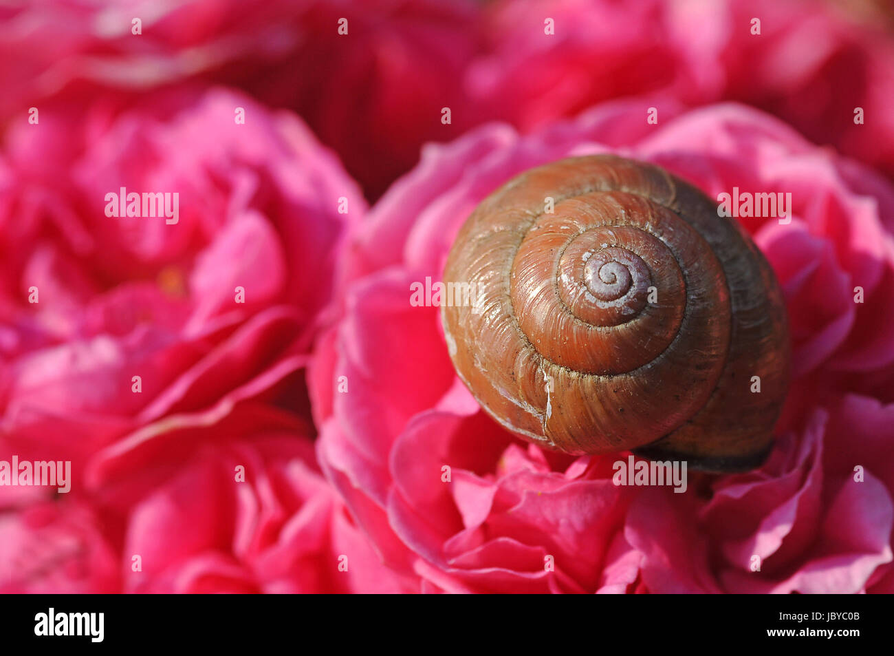 Shell pink rose flower hi-res stock photography and images - Alamy
