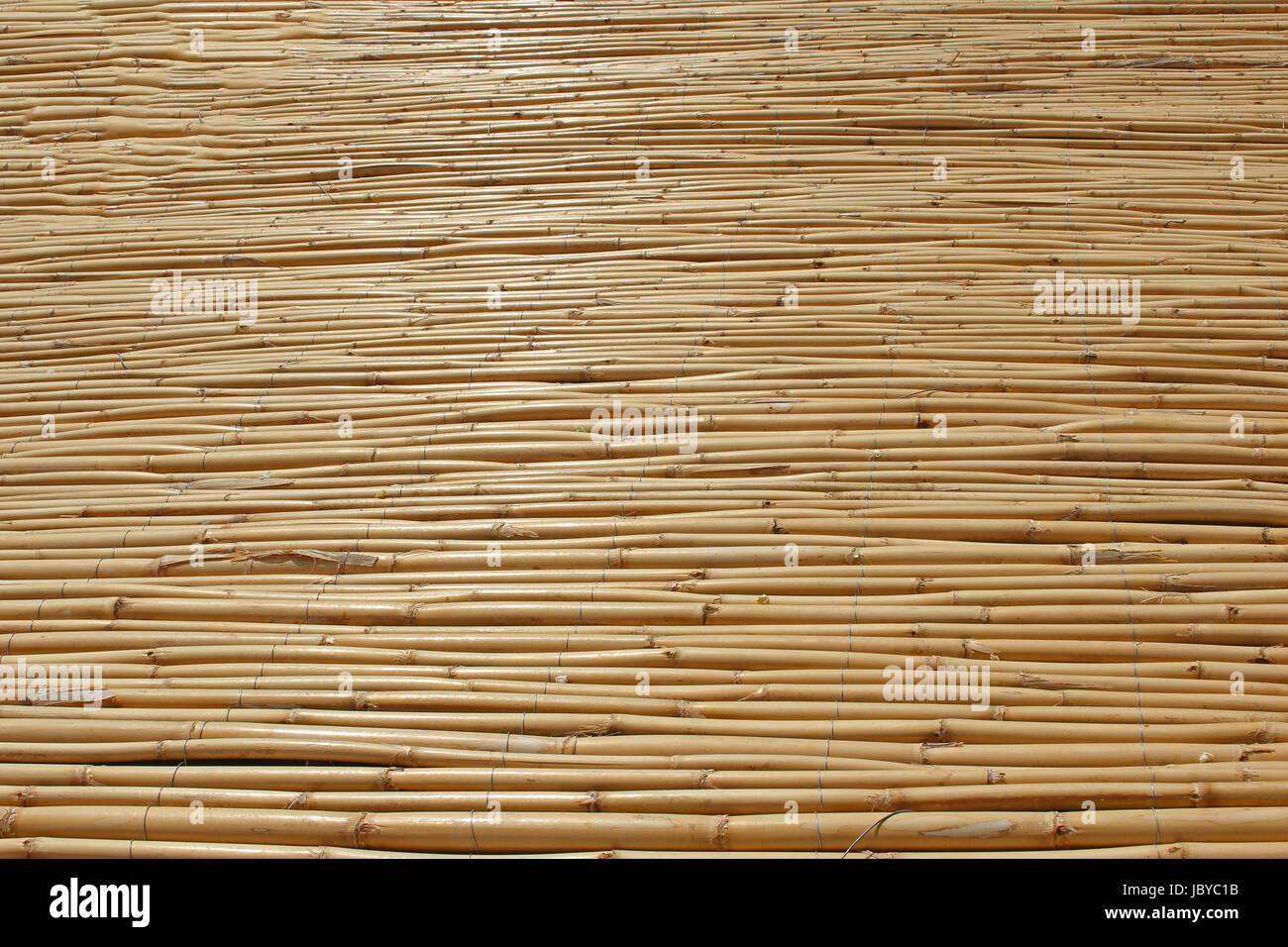 Detailed dry cane plant beige texture background Stock Photo - Alamy