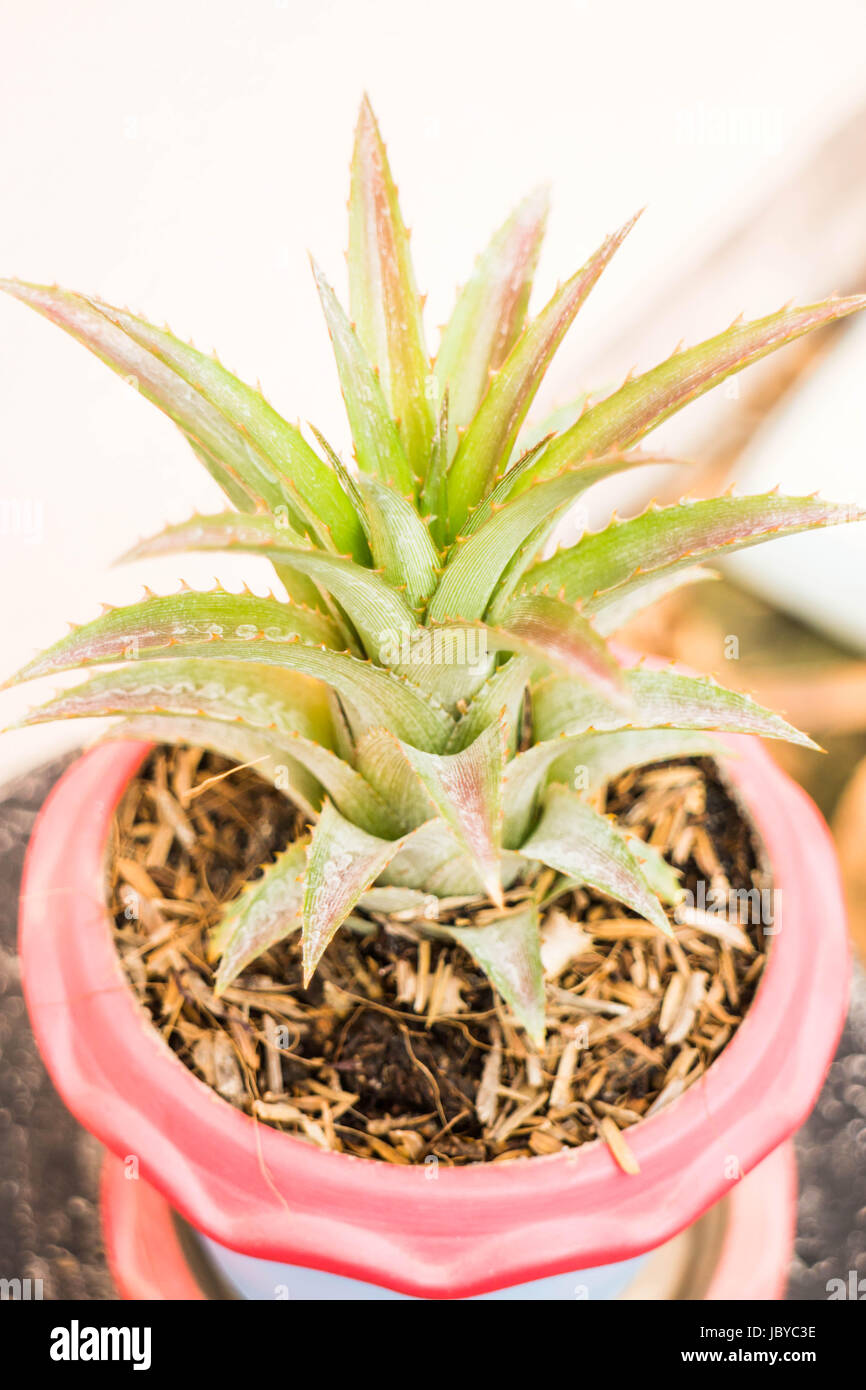 Little pineapple plant in the pot, stock photo Stock Photo - Alamy