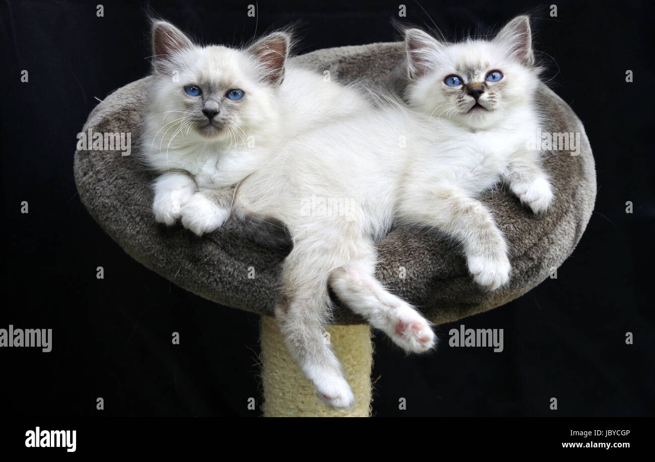 Sacred cats of birma hi-res stock photography and images - Alamy