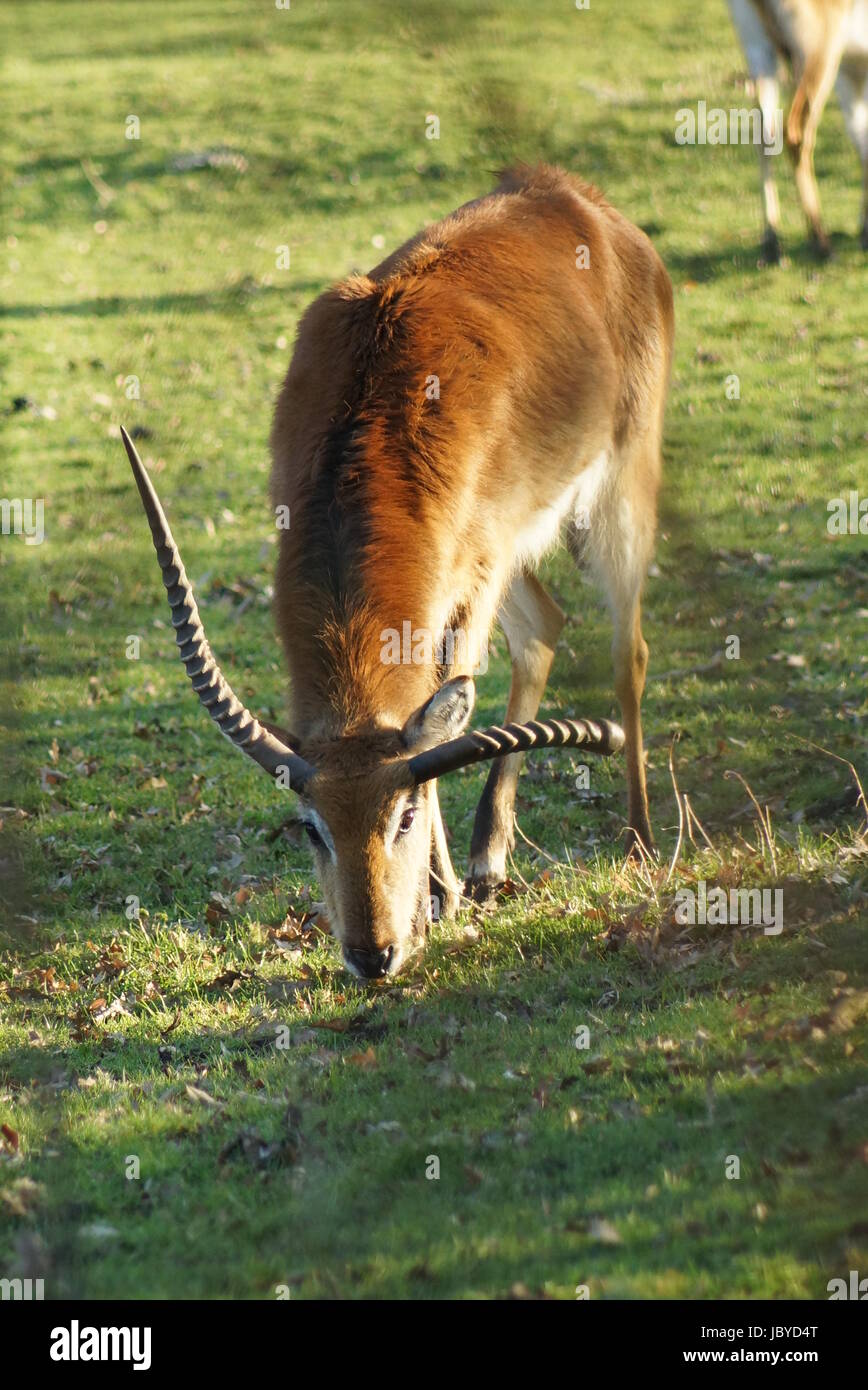 A Southern Lechwe - Kobus leche kafuensis Stock Photo - Alamy