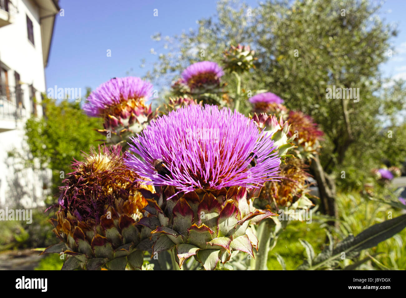 very nice flower of cardus in summer time in italy Stock Photo - Alamy