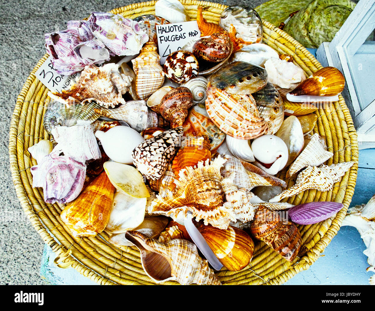 Spiky sea shell hi-res stock photography and images - Alamy