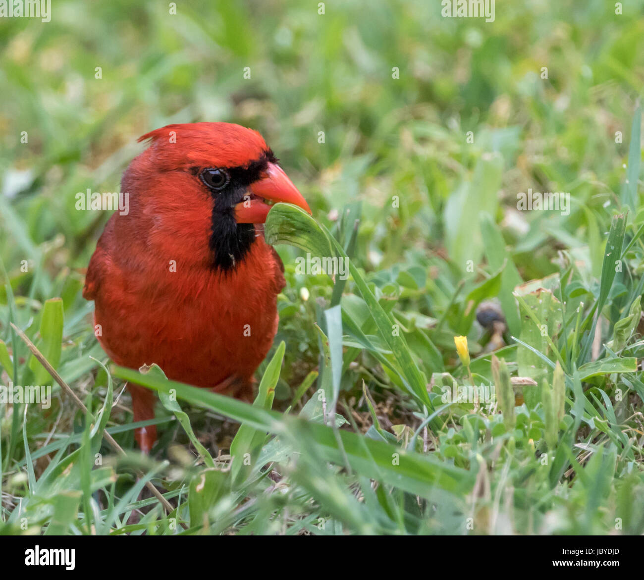 A male Northern Cardinal eating a piece of grass Stock Photo - Alamy