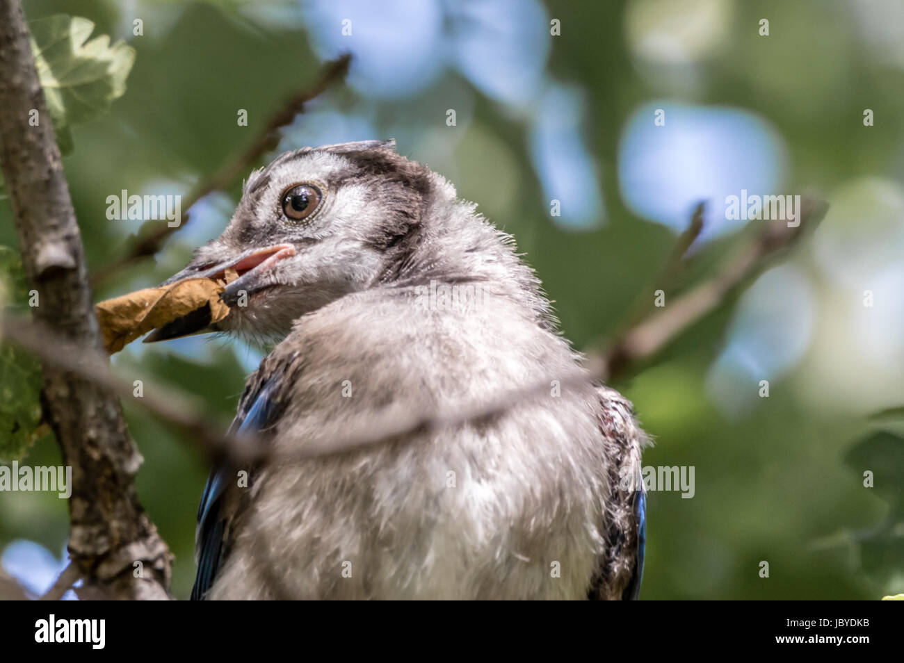 Baby Jay High Resolution Stock Photography and Images - Alamy
