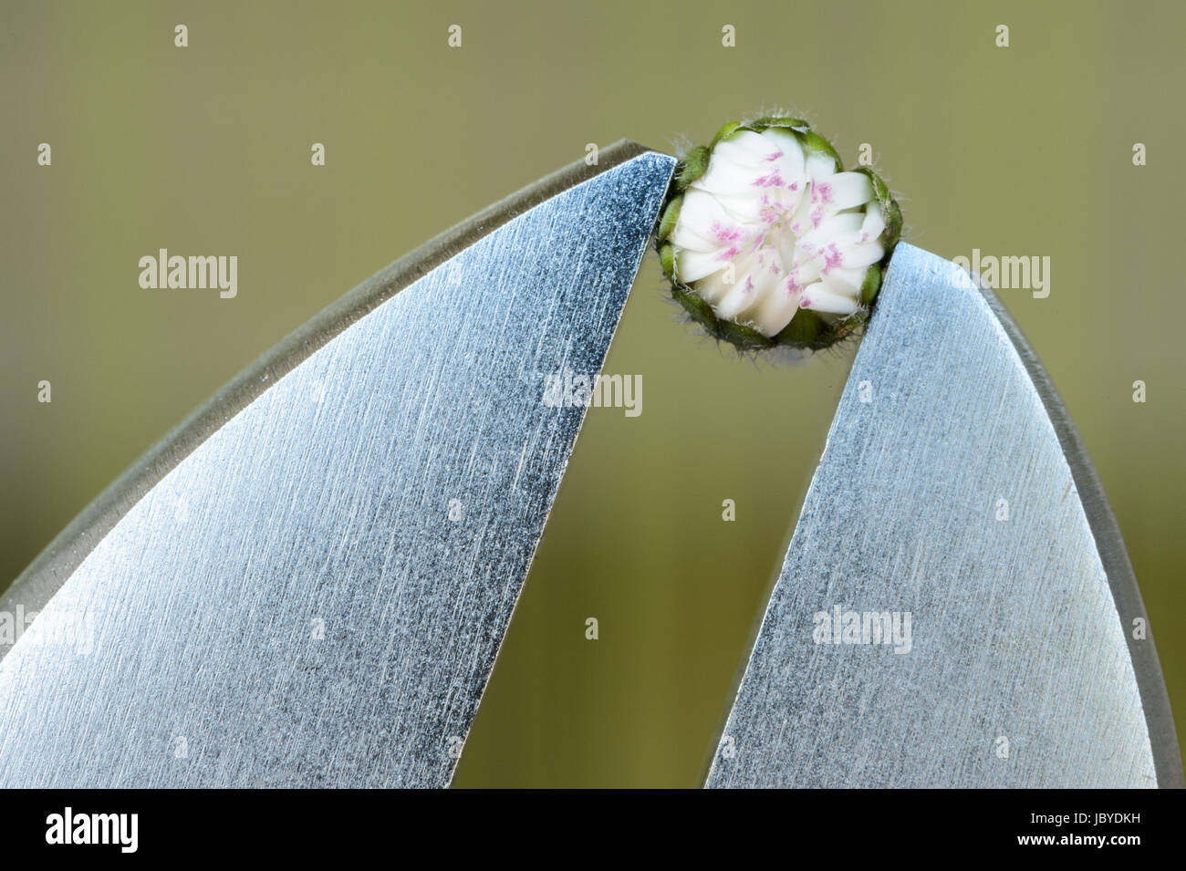 Silver locks hi-res stock photography and images - Alamy