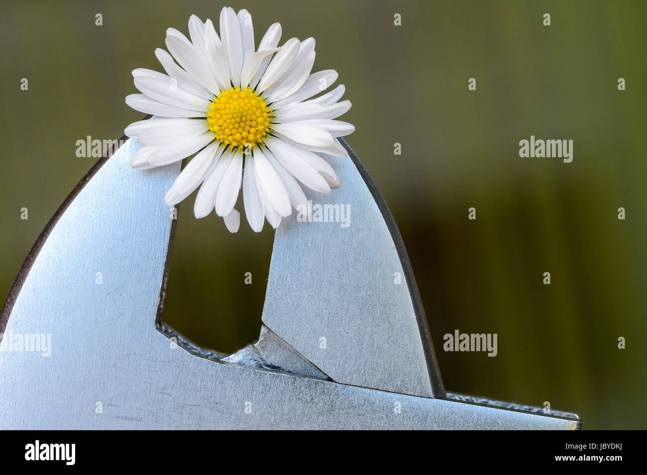 Silver locks hi-res stock photography and images - Alamy