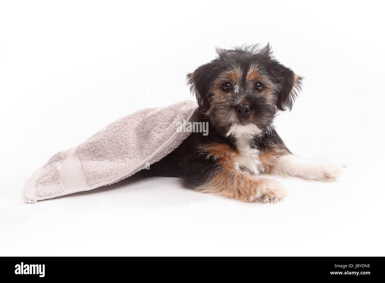 Young Terrier Mix on a blanket in front of a white background Stock ...