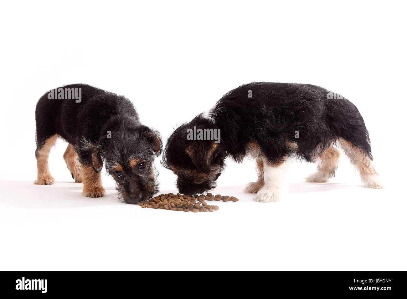 Young Terrier Mix dogs eating food in front of a white background Stock ...
