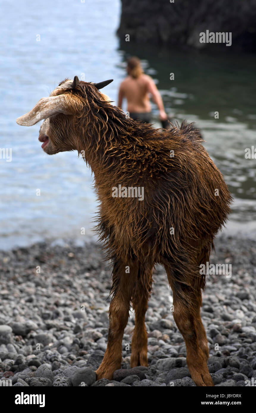 Goat bathing hi-res stock photography and images - Alamy