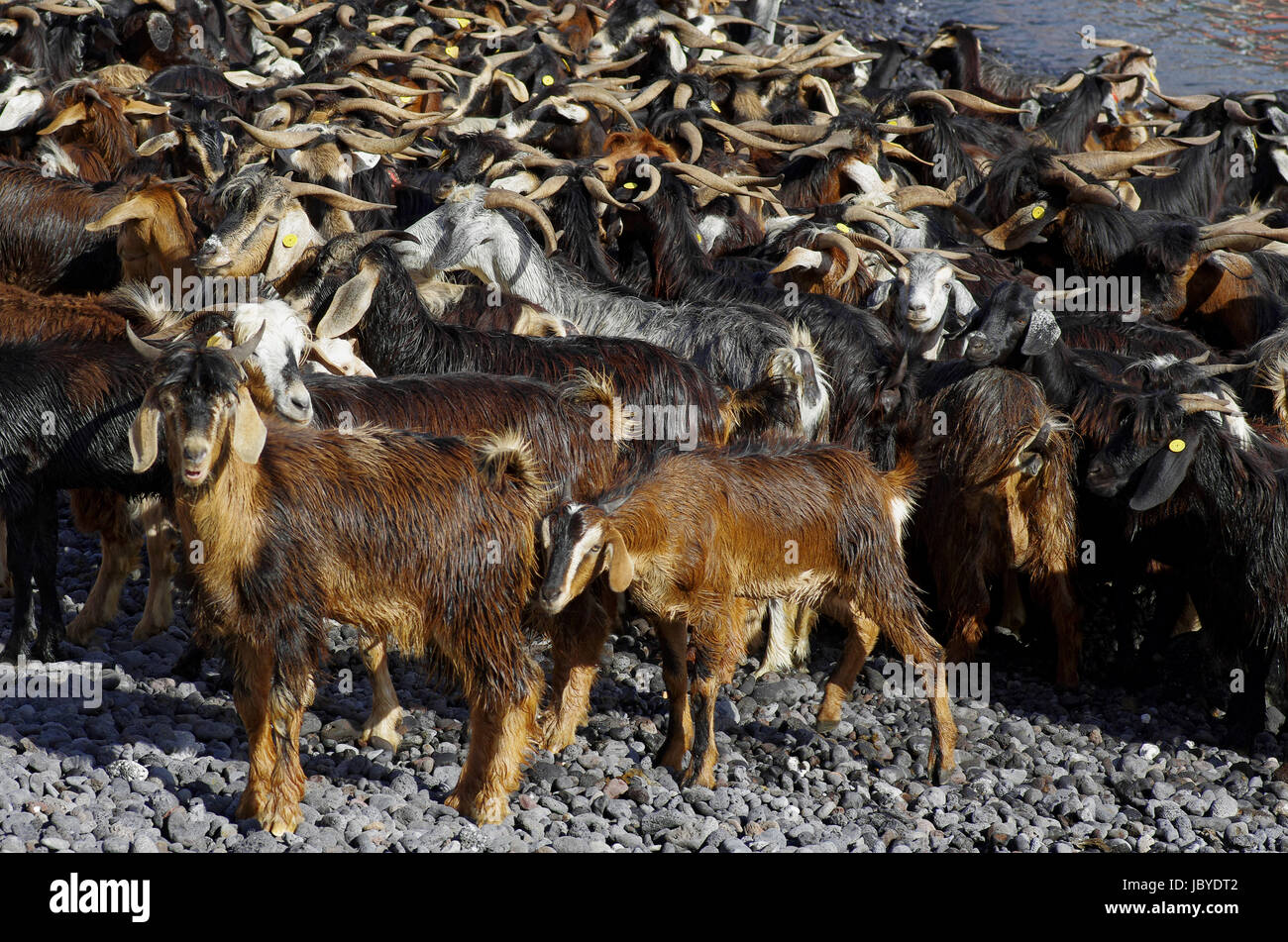 Bathing goats hi-res stock photography and images - Alamy