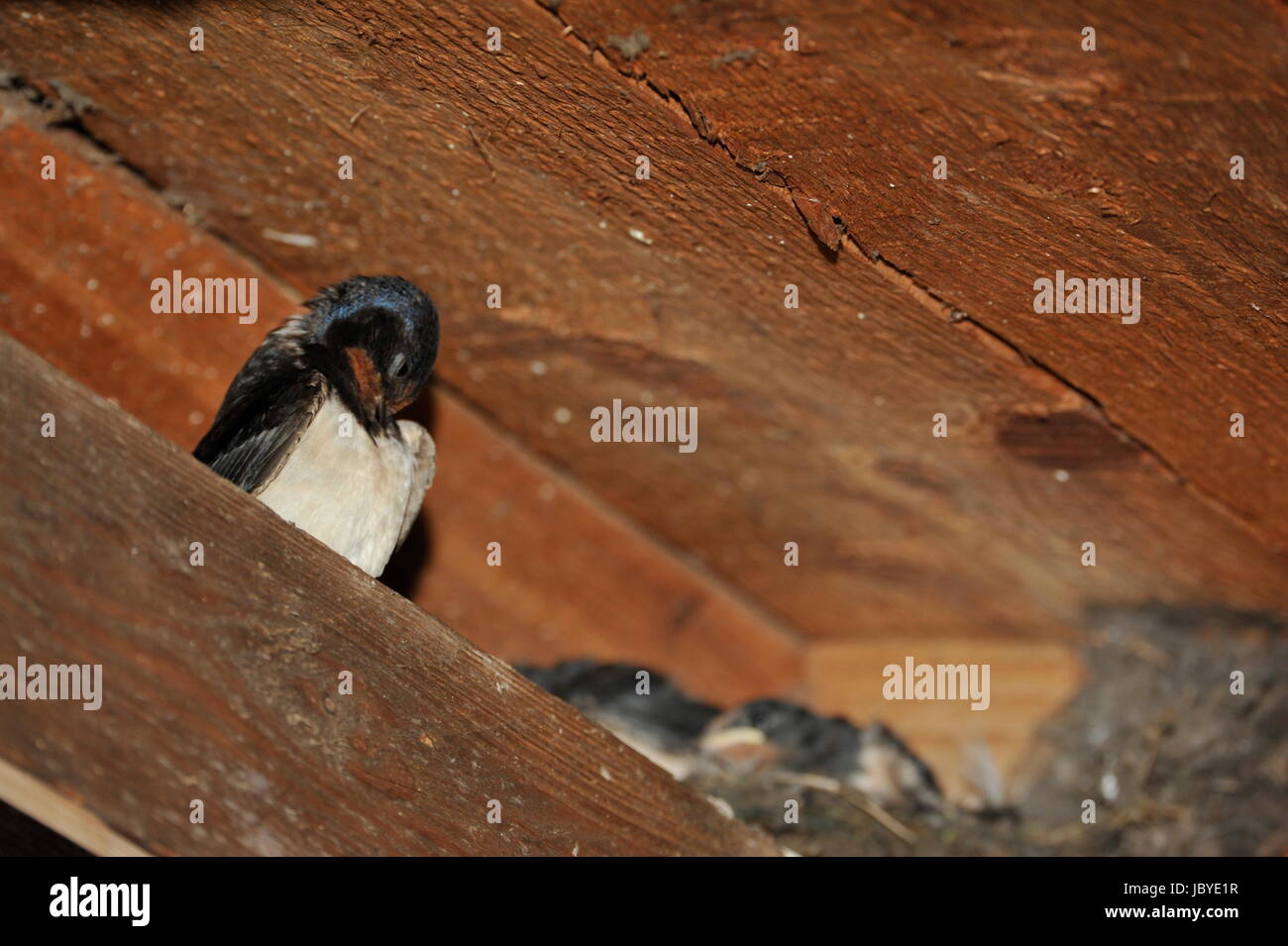 Swallow nest with chicks at Steinhuder Meer,Germany Stock Photo - Alamy