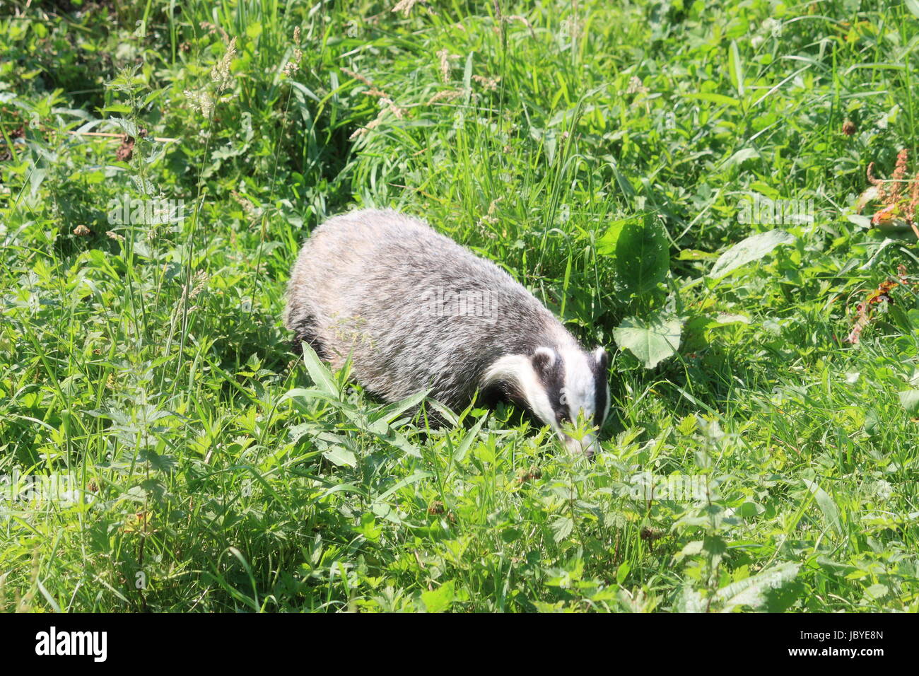 Pure badger hi-res stock photography and images - Alamy