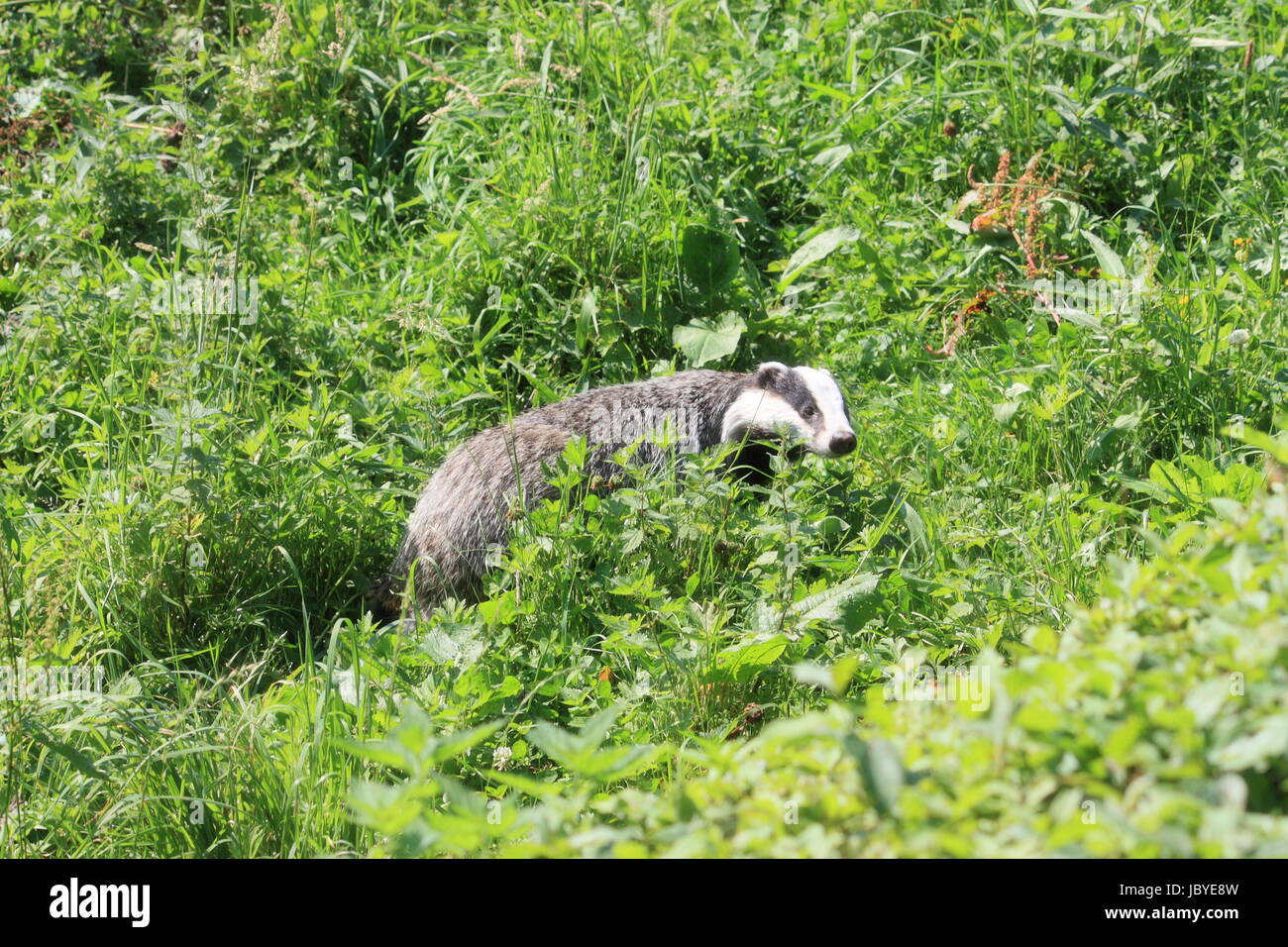 Pure badger hi-res stock photography and images - Alamy
