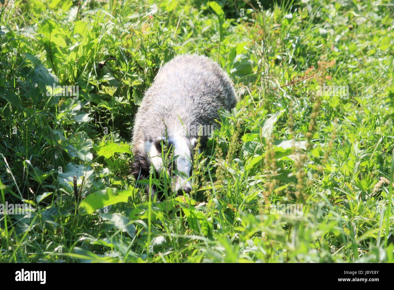 Wildtierpark hi-res stock photography and images - Alamy