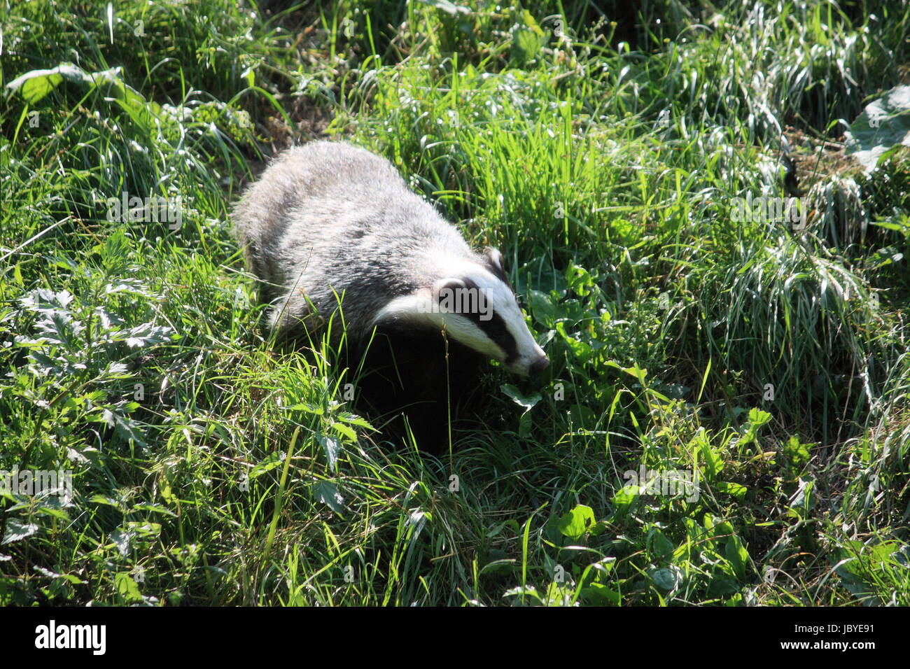 Pure badger hi-res stock photography and images - Alamy