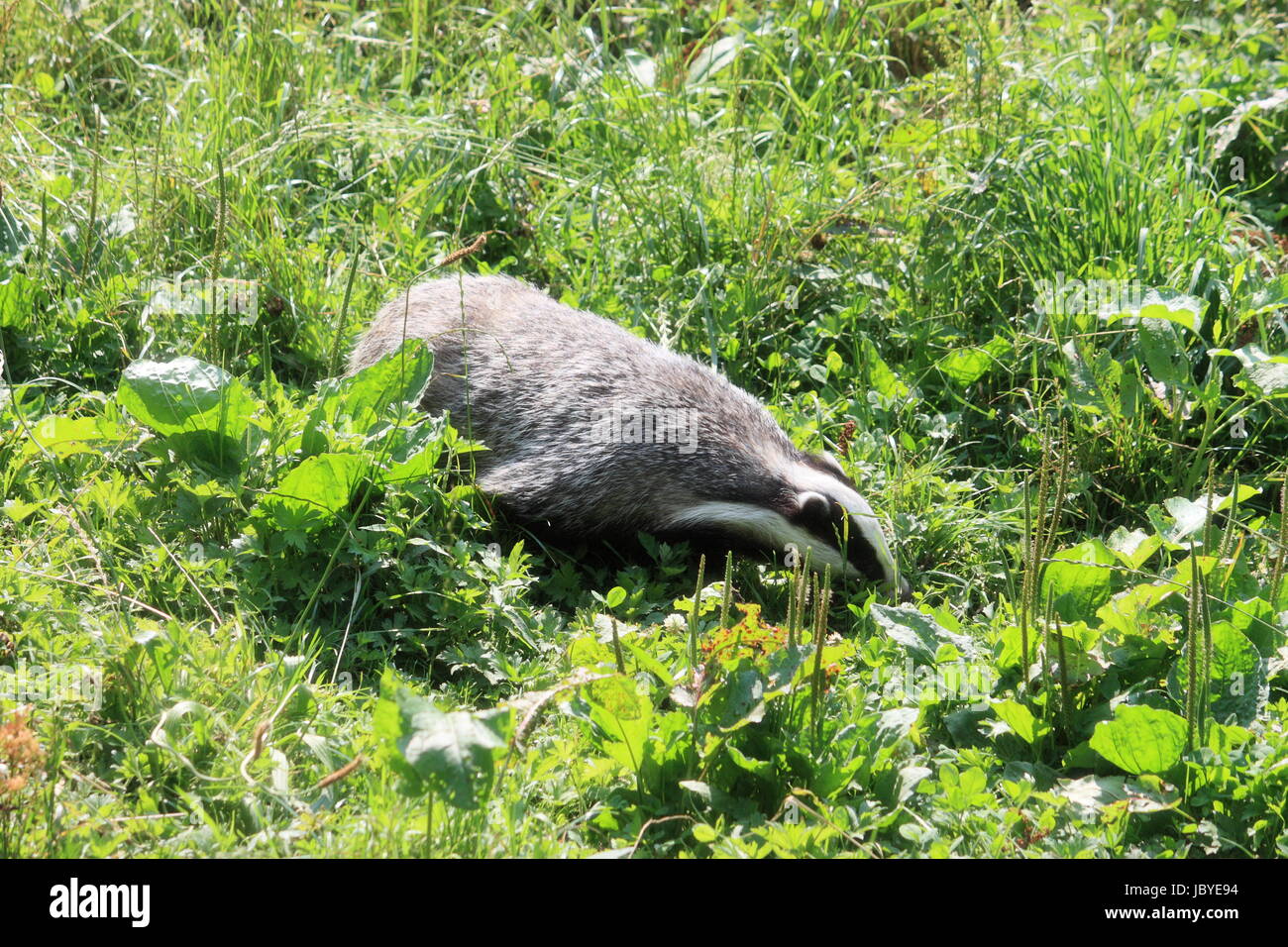 Pure badger hi-res stock photography and images - Alamy