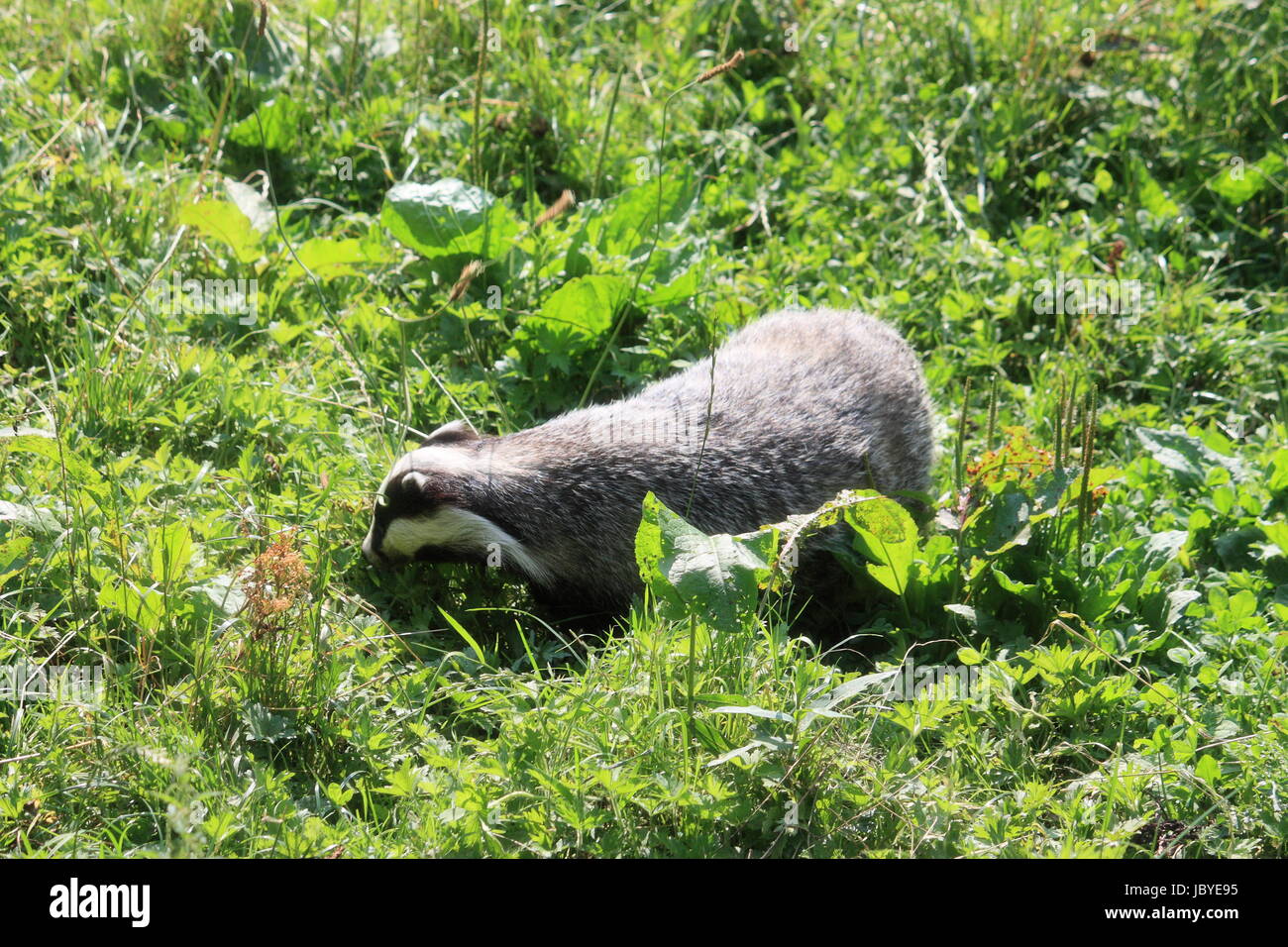 Pure badger hi-res stock photography and images - Alamy