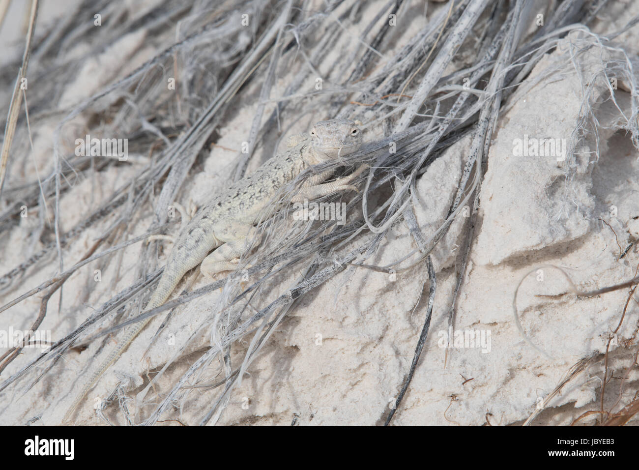 Bleached Earless lizard, (Holbrookia maculate ruthveni), White Sands ...