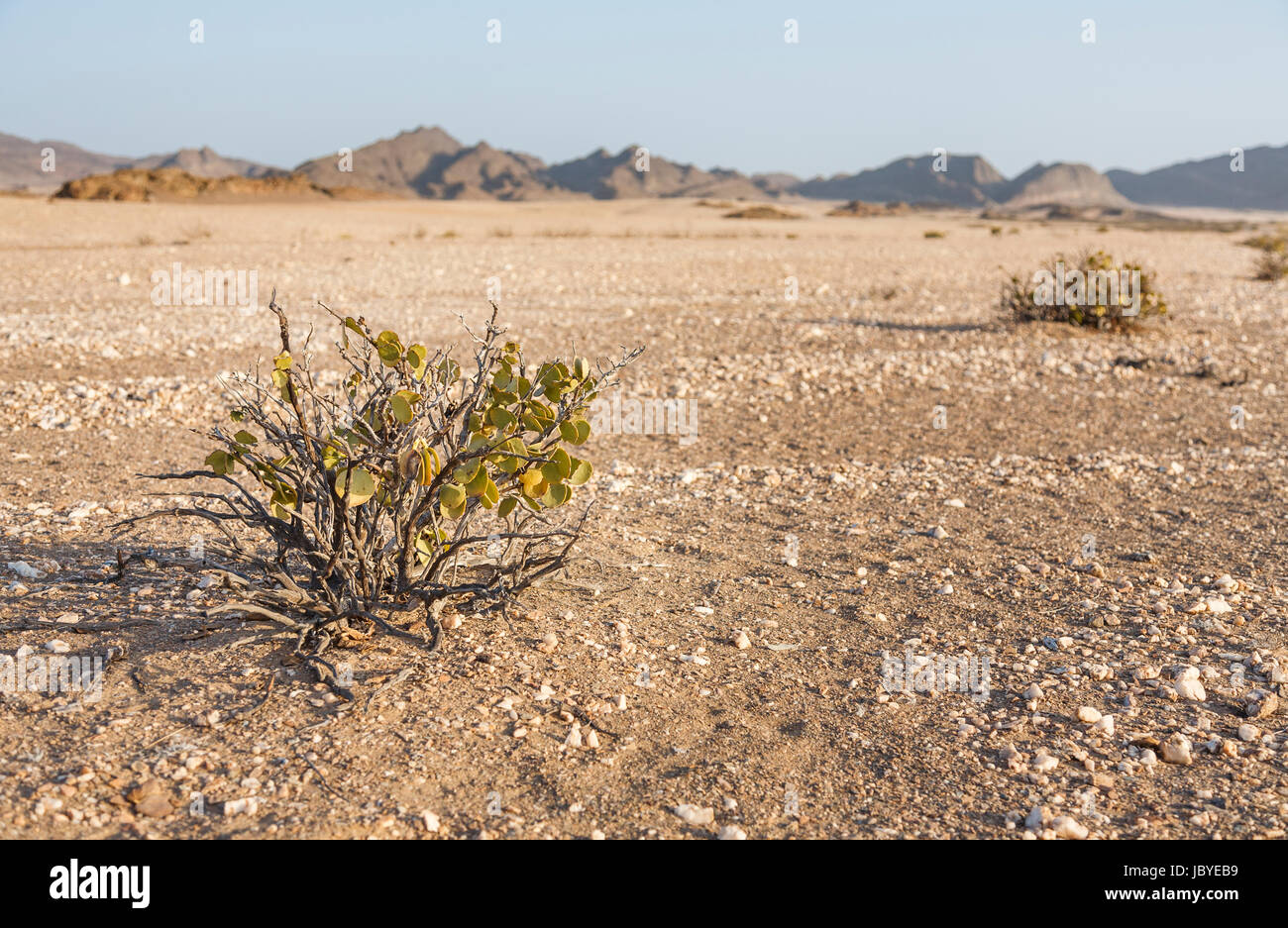 Succulent plant, a woody stunted tree growing in the desolate stony and ...
