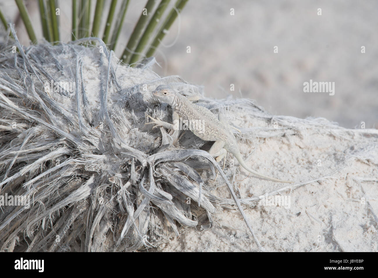 Bleached Earless lizard, (Holbrookia maculate ruthveni), White Sands ...
