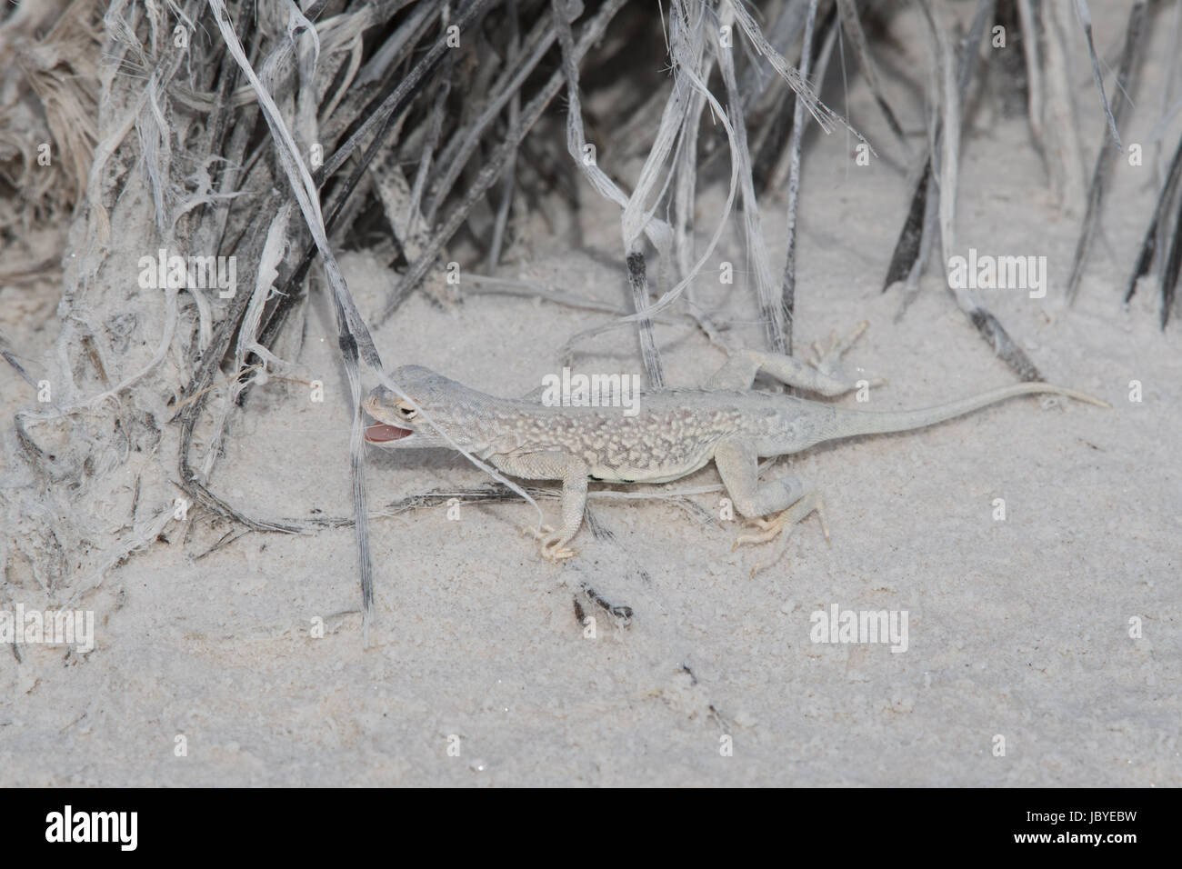 Bleached Earless lizard, (Holbrookia maculate ruthveni), White Sands ...