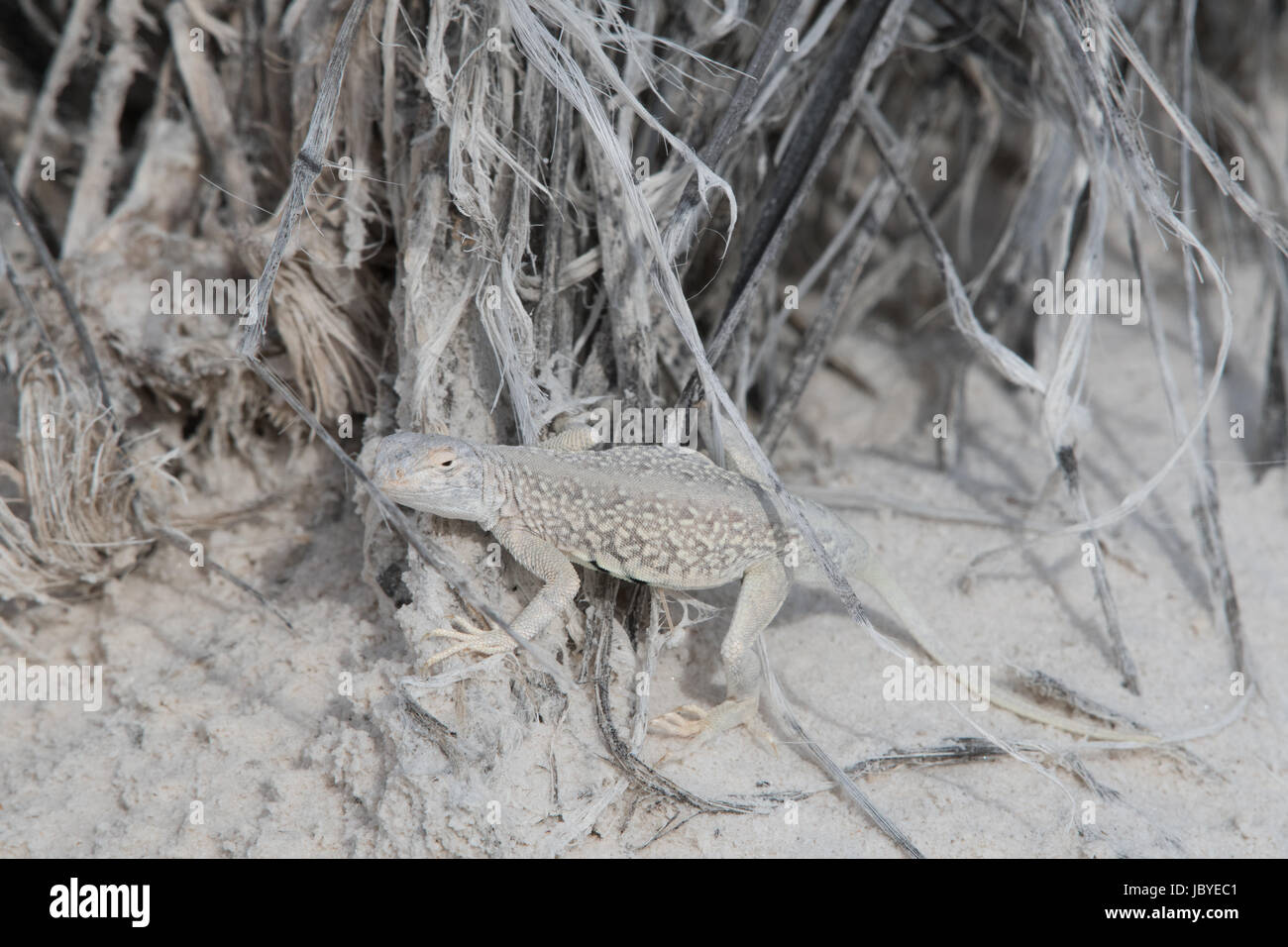 Bleached Earless lizard, (Holbrookia maculate ruthveni), White Sands ...