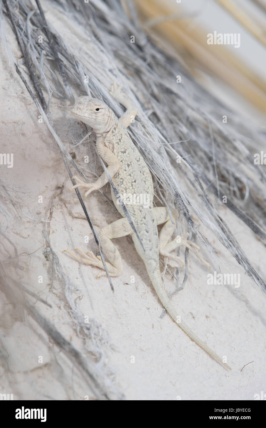 Bleached Earless lizard, (Holbrookia maculate ruthveni), White Sands ...