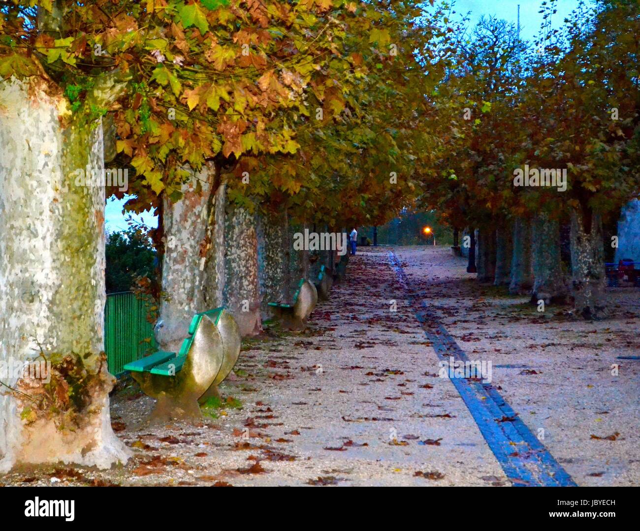 Canopy path hi-res stock photography and images - Alamy