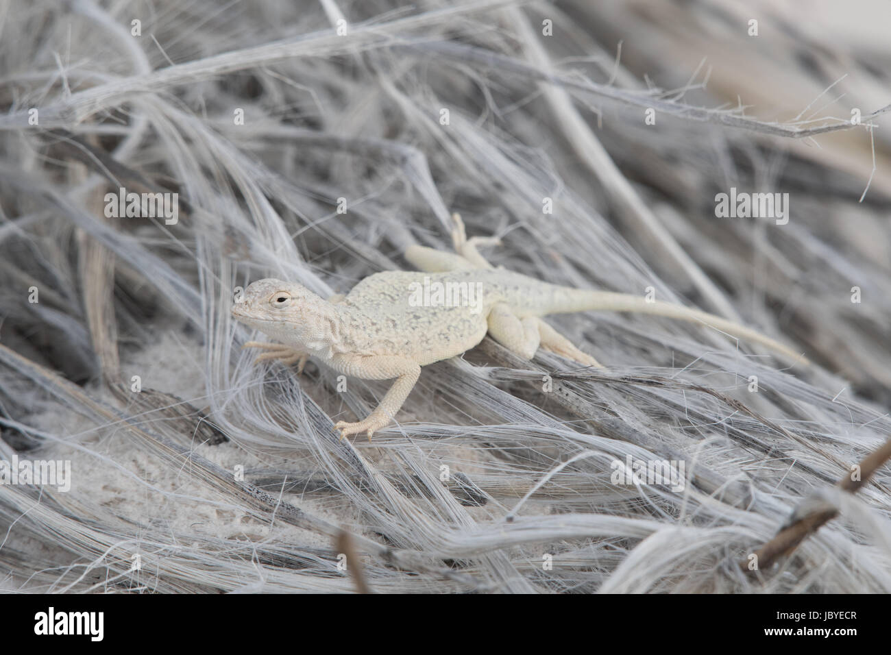 Bleached Earless lizard, (Holbrookia maculate ruthveni), White Sands ...