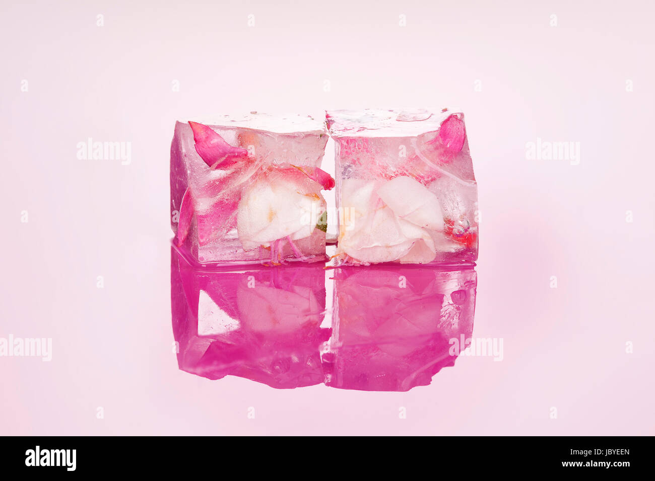 Flower blossom frozen in ice cubes on pink background. Ice cold ...