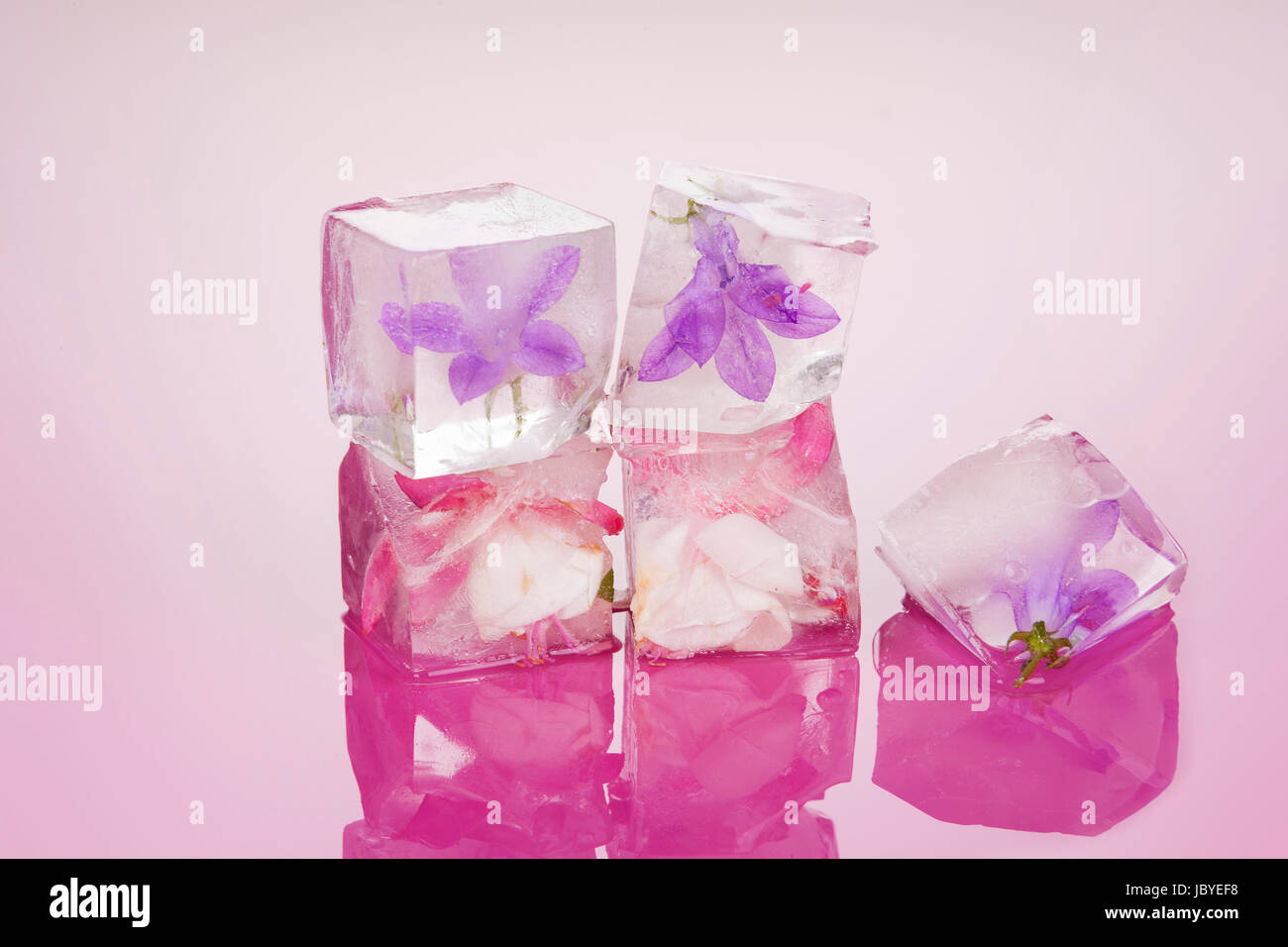 Flower blossom frozen in ice cubes. Ice cold feminine beauty Stock ...