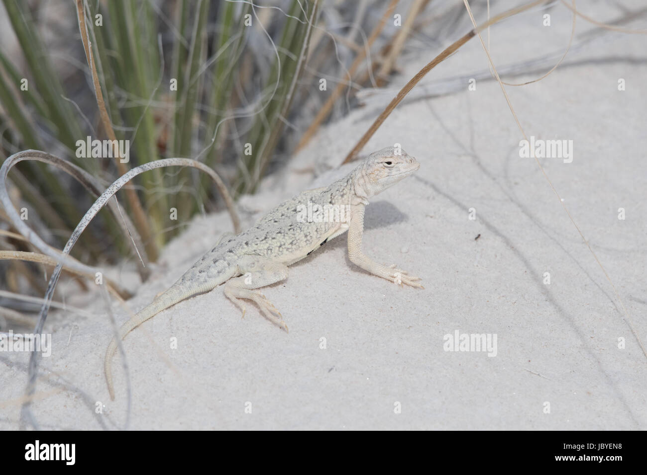 Bleached Earless lizard, (Holbrookia maculata ruthveni), White Sands ...