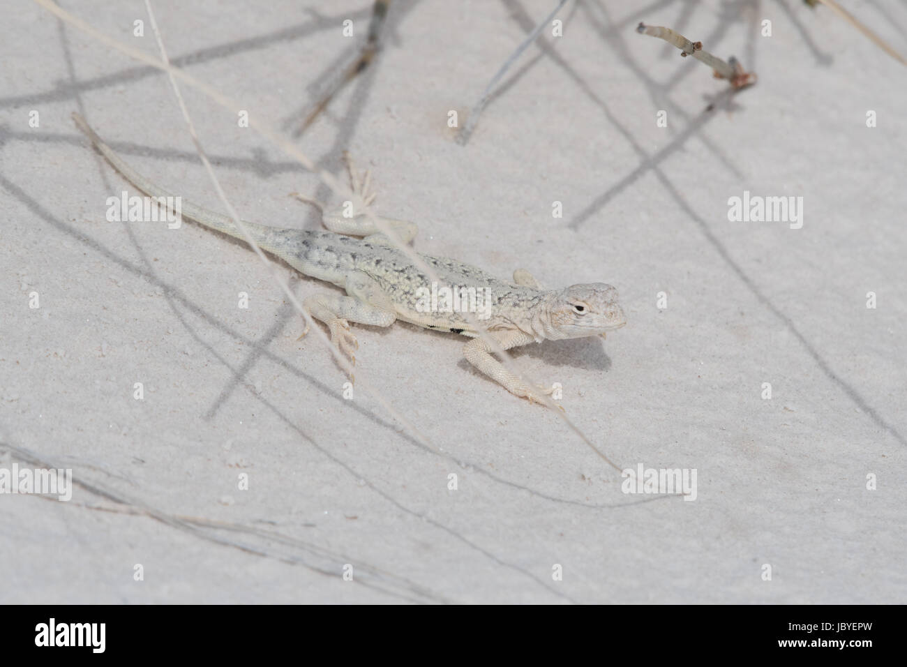 Bleached Earless lizard, (Holbrookia maculata ruthveni), White Sands ...