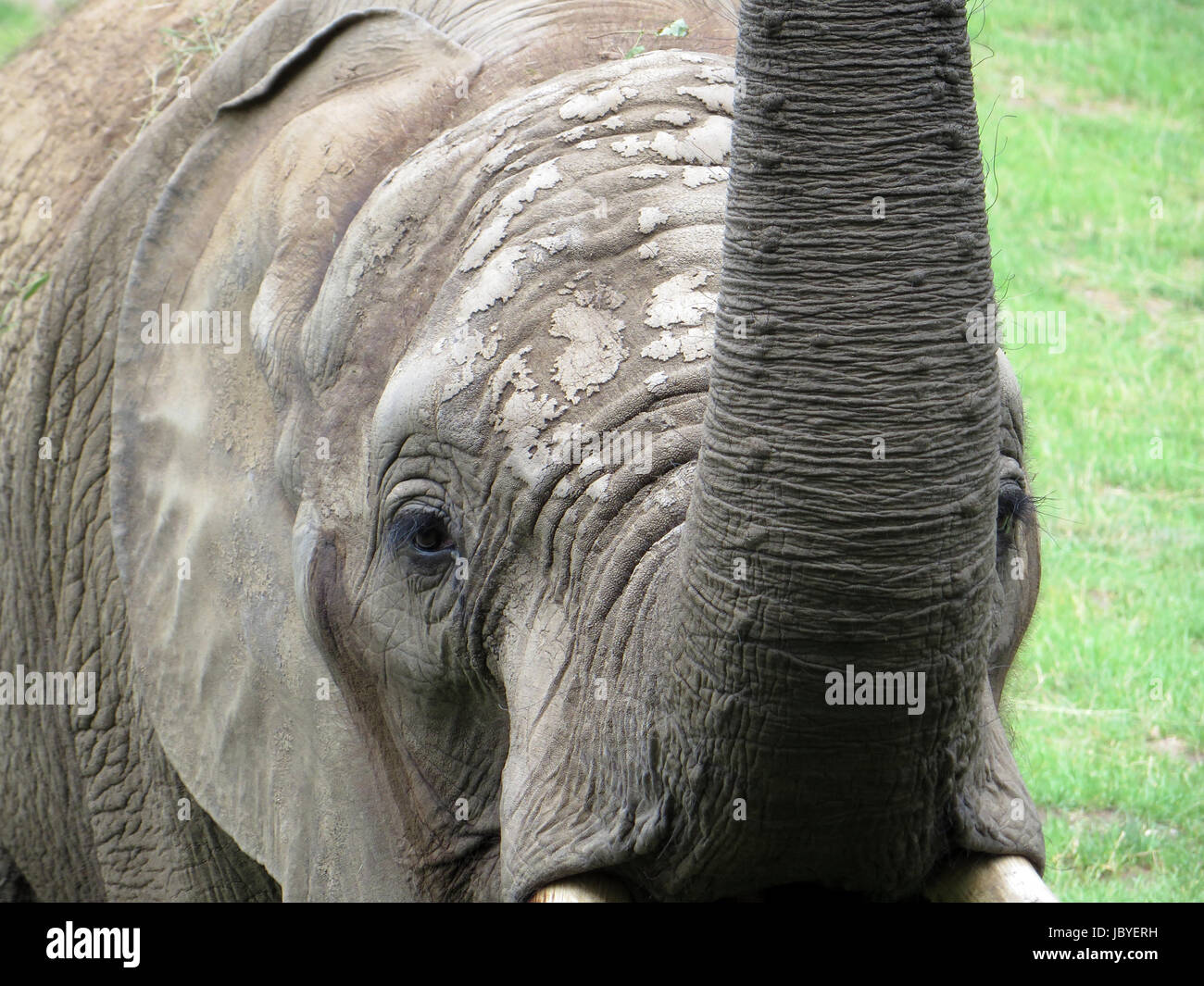 Elephant foot stand hi-res stock photography and images - Alamy