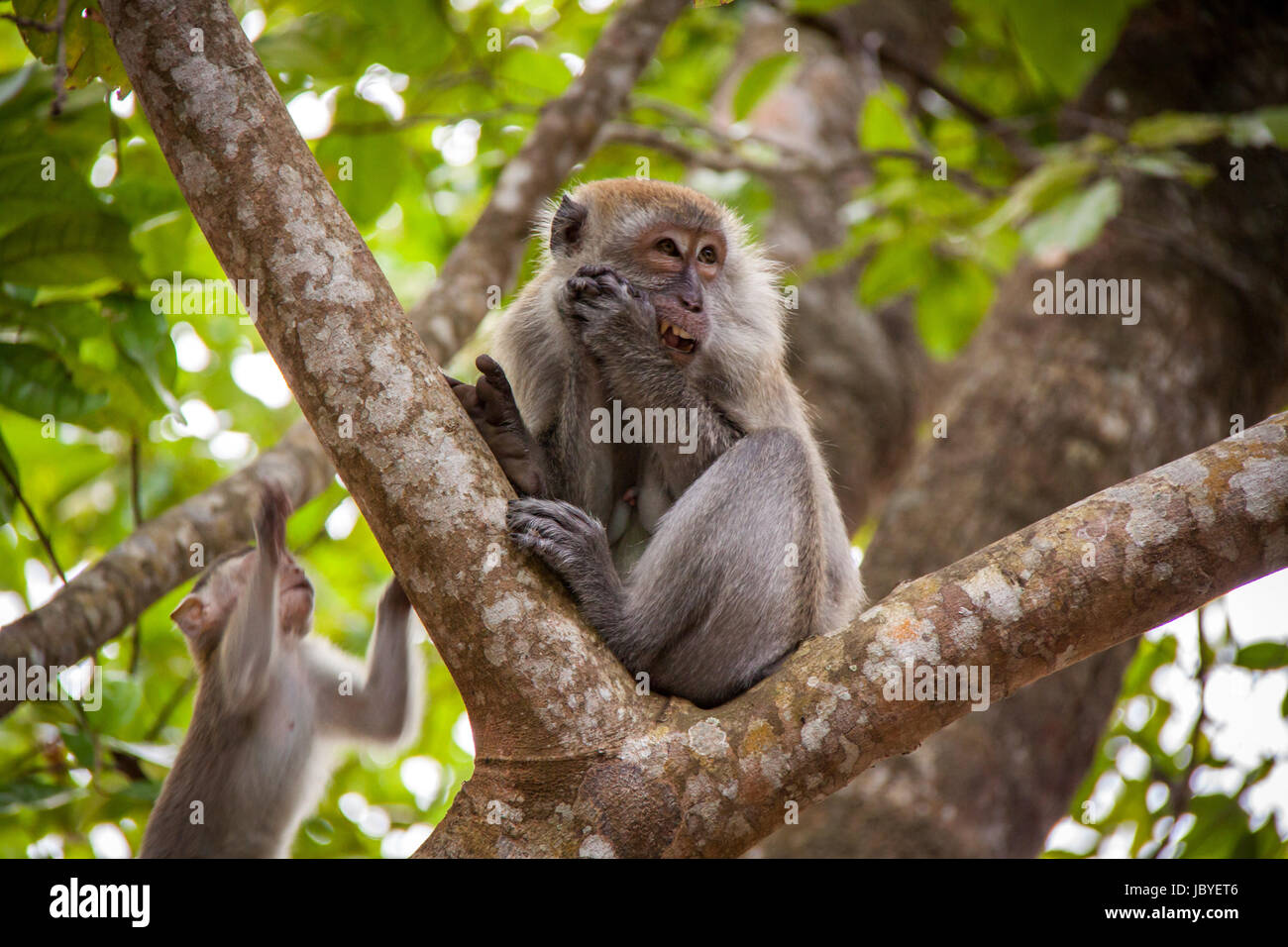 Affe im wald hi-res stock photography and images - Alamy