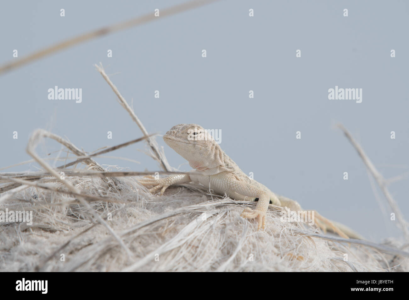 Bleached Earless lizard, (Holbrookia maculata ruthveni), White Sands ...