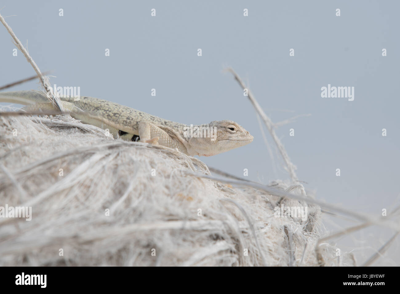 Bleached Earless lizard, (Holbrookia maculata ruthveni), White Sands ...