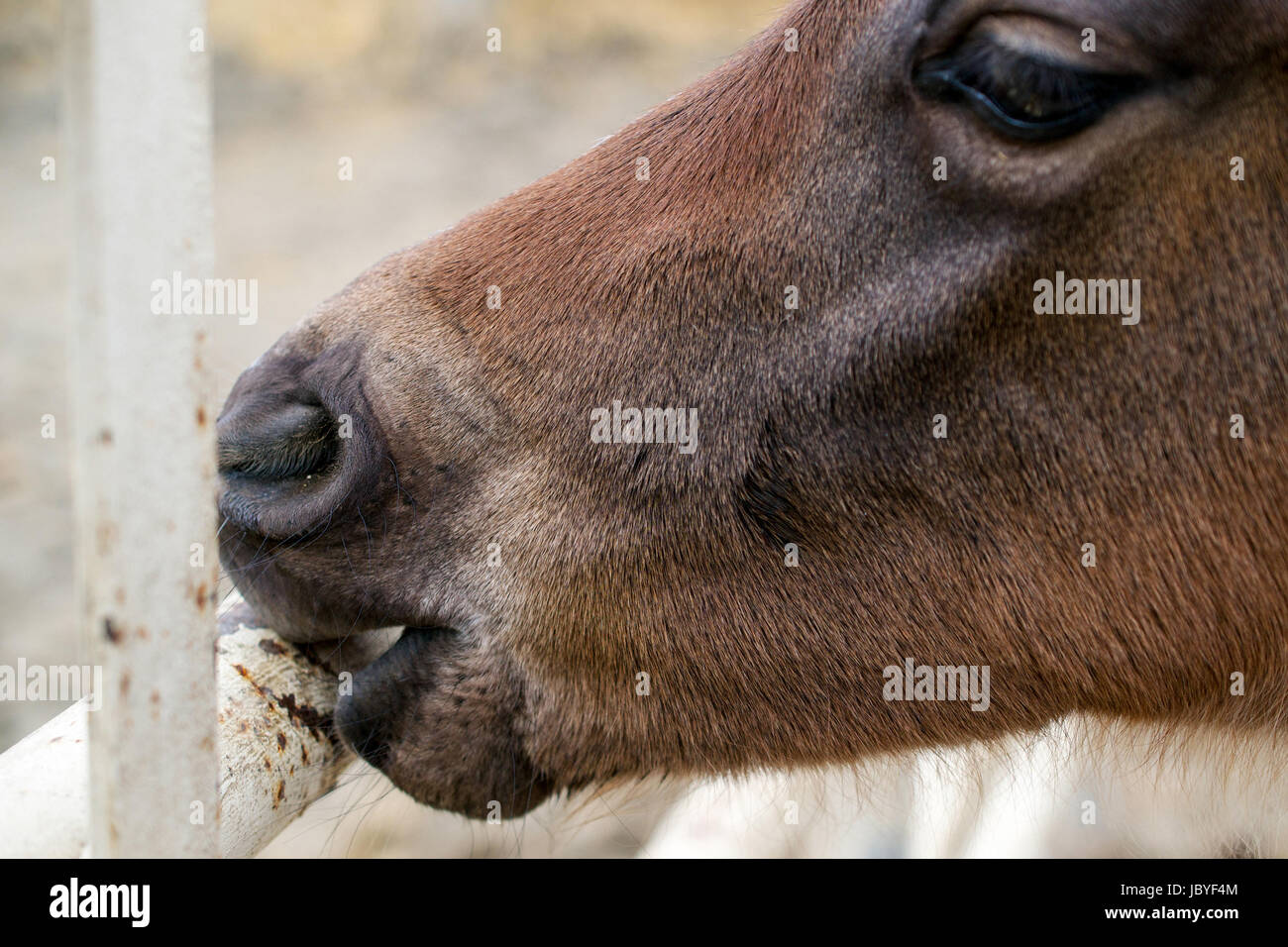 Closeup on the lower portion of the head and snout of a liver chestnut ...